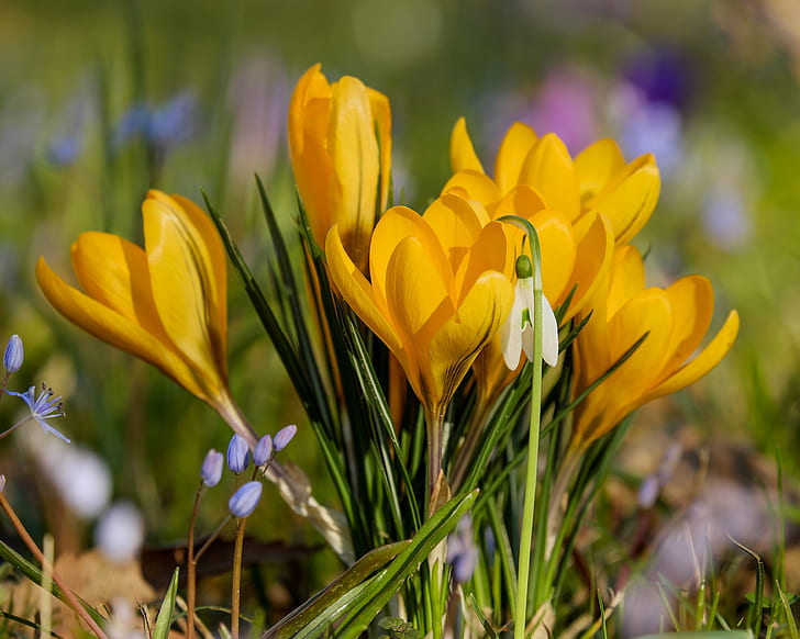 Royalty-Free photo: Yellow crocus flowers in bloom at daytime | PickPik