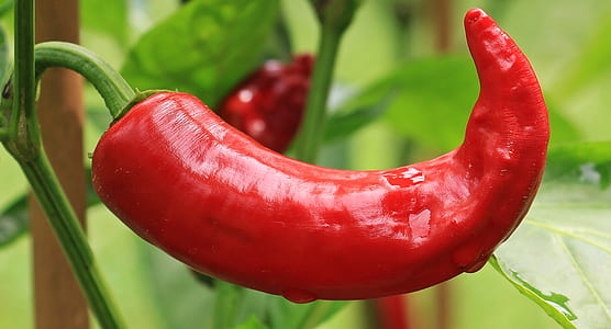 Royalty-Free photo: Shallow focus photography of red chili | PickPik