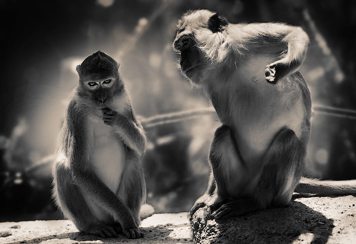 Royalty-Free photo: Grayscale photography of two monkey | PickPik