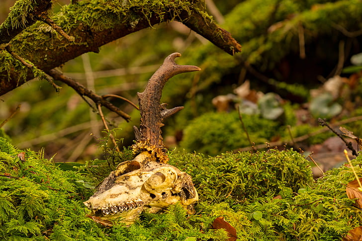 Royalty-Free photo: Brown animal skull on green grass | PickPik